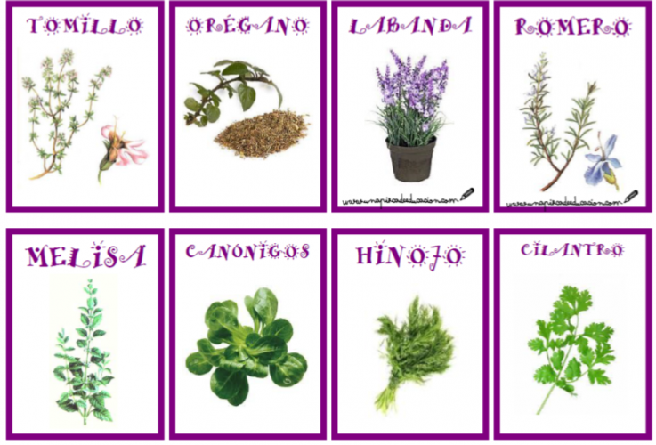 carteles plantas - Una Pizca de Educación | Familia · Maestros · Niños