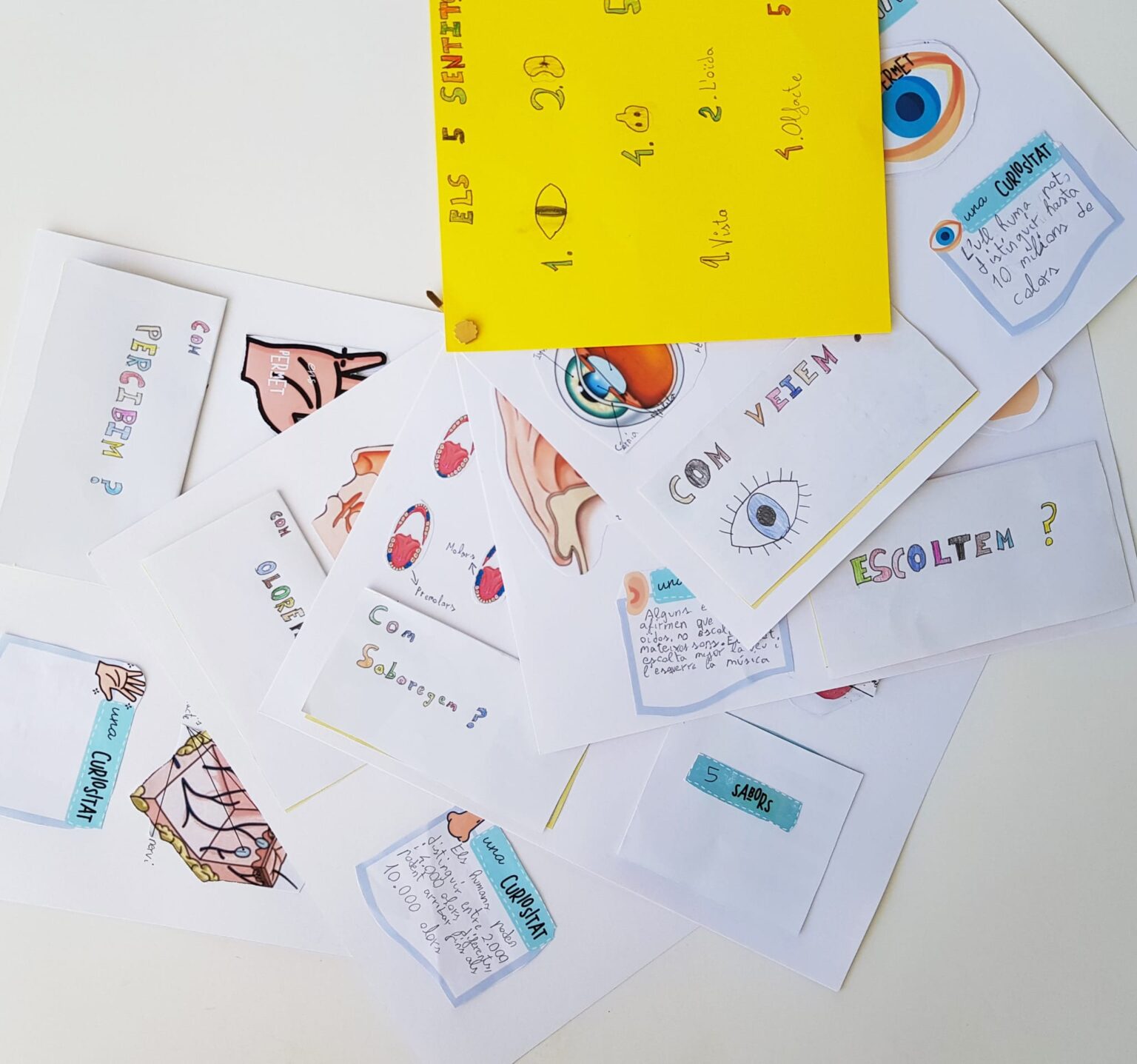 Lapbook 5 sentidos - Una Pizca de Educación | Familia · Maestros · Niños